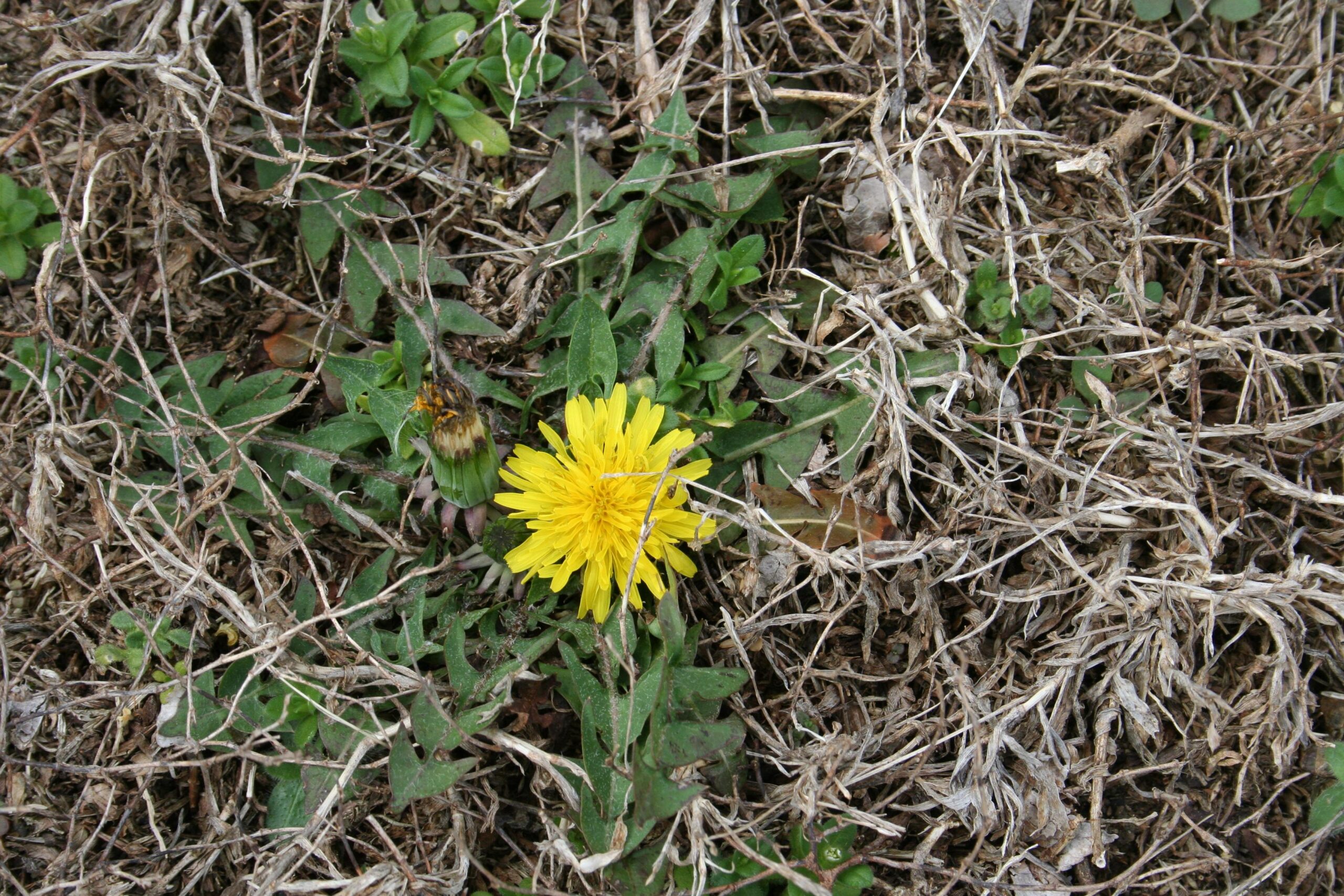 Heatwave Lawn Care: How to Prevent Grass from Drying Out & Dying ⋆ Lawn ...