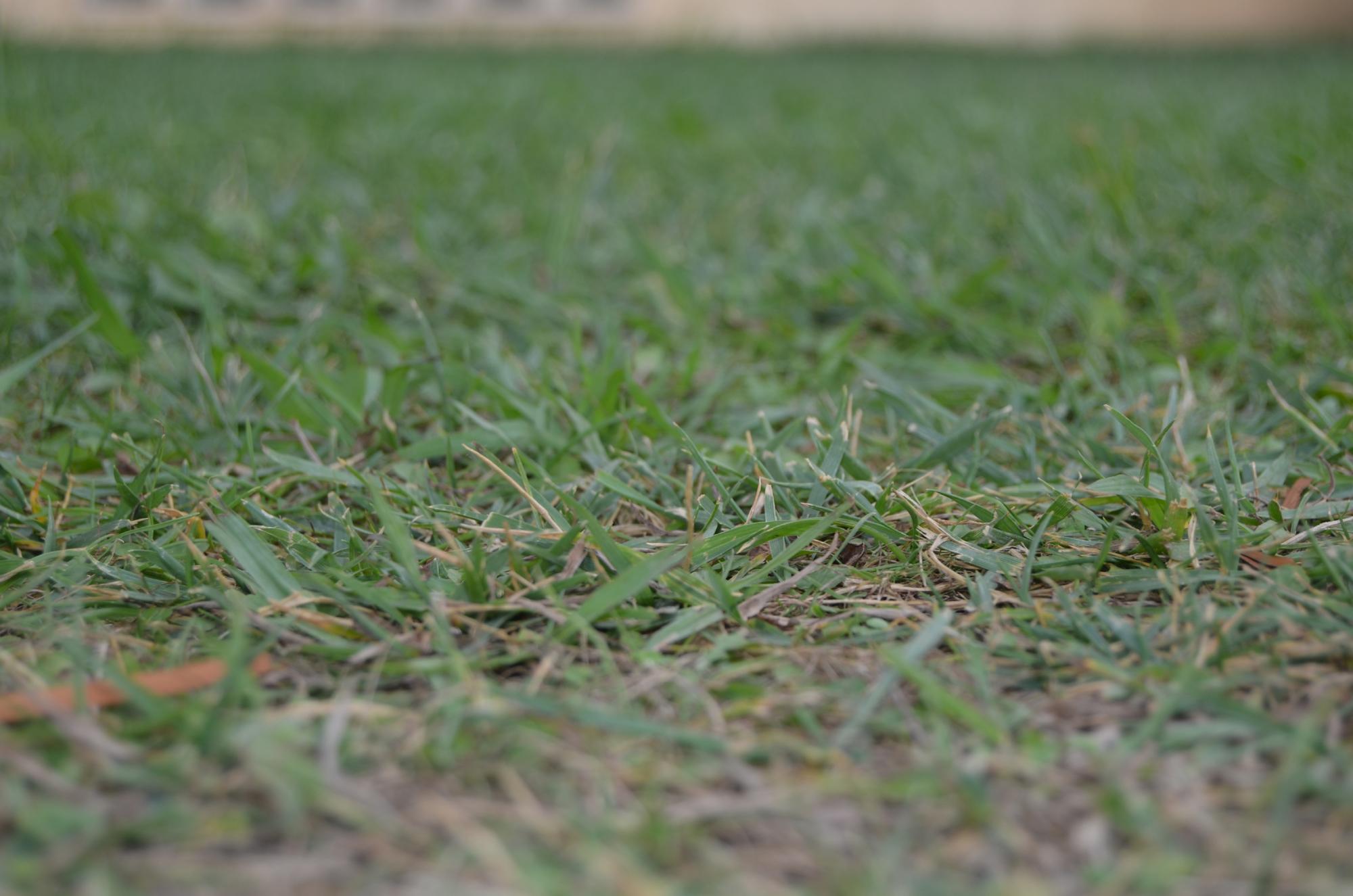 Why Is My Lawn Turning Yellow? Common Causes & Fixes ⋆ Lawn Care Chichester