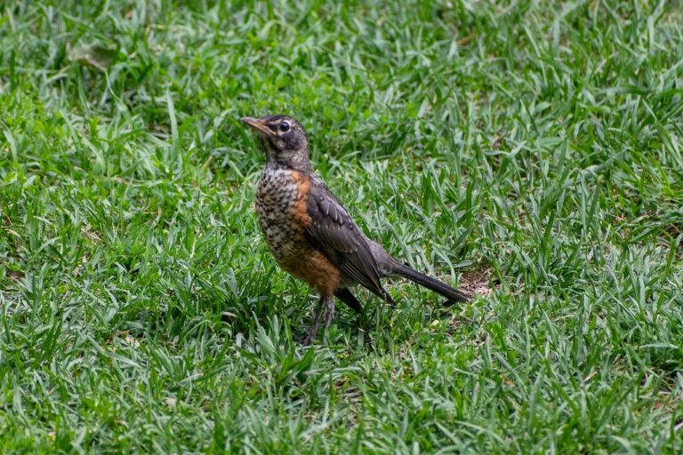What’s Digging Up My Lawn? Stop Birds, Foxes & Badgers but Without ...